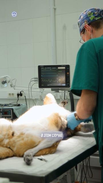 Как понять, что у питомца камни?