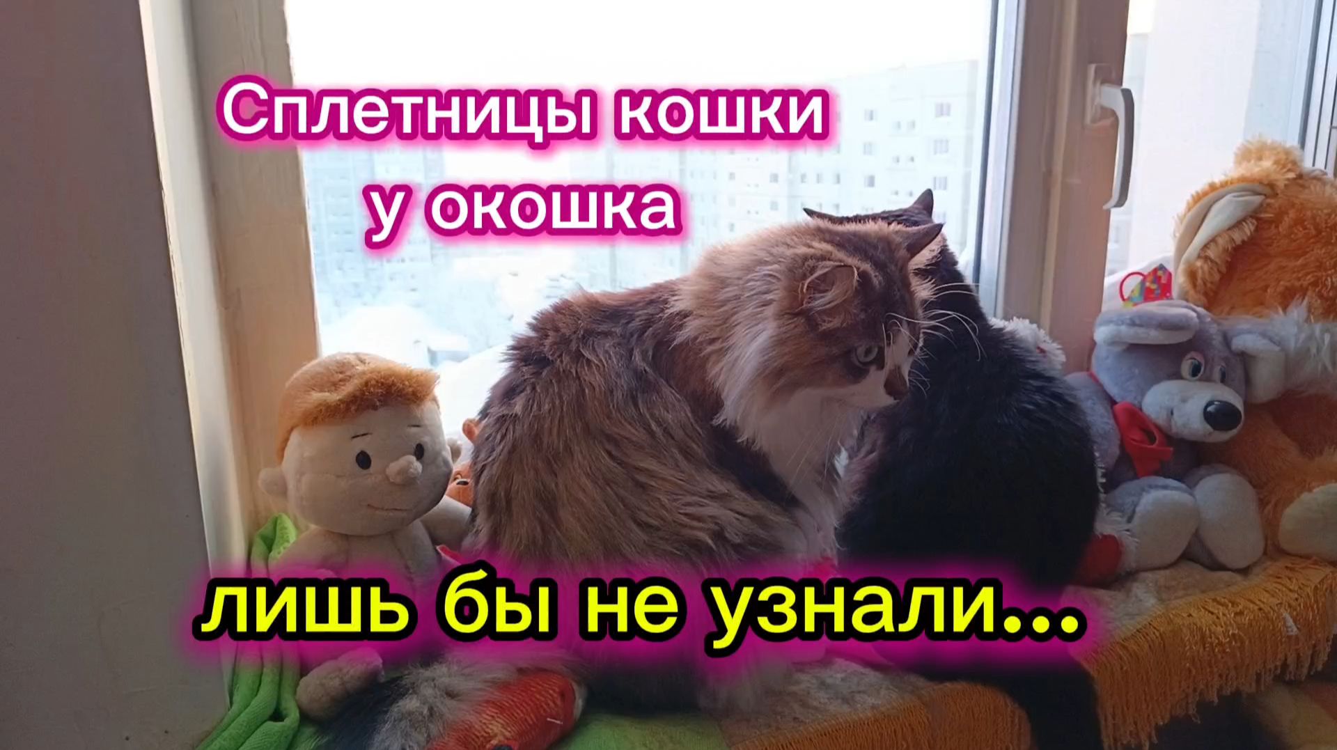 КОШКИ С ОЗВУЧКОЙ.