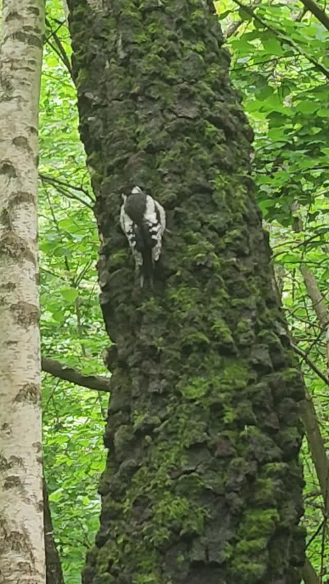 Дятел красивая птица