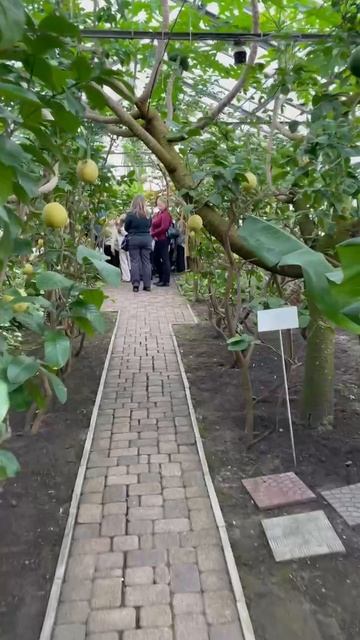 Лимонарий Саратов