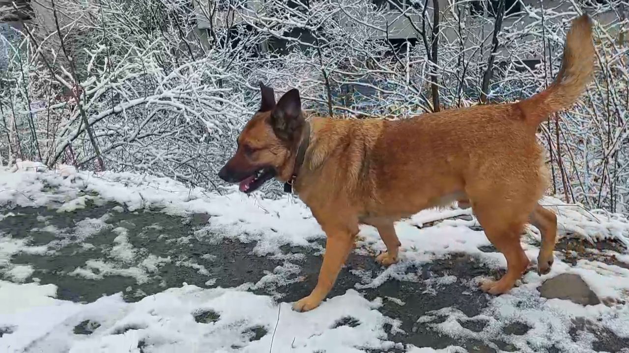 Прогулка с собакой