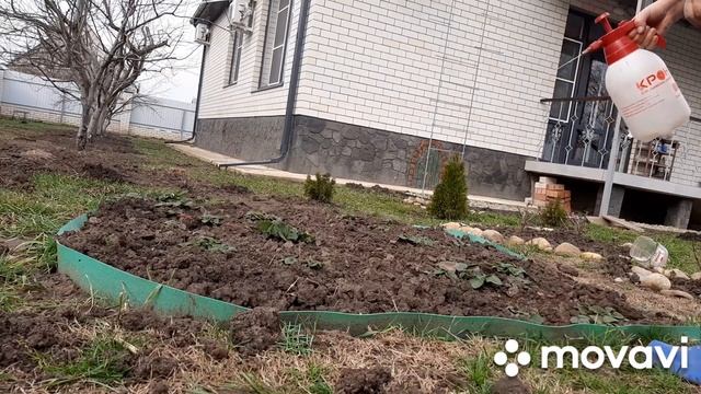 14.02.24. Удобряем, пилим, рыхлим.