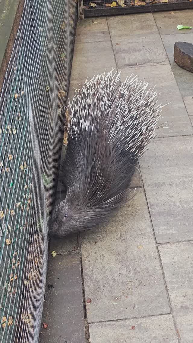 Дикобраз Живой зоопарк Vnukovo Premium Outlet #внуково