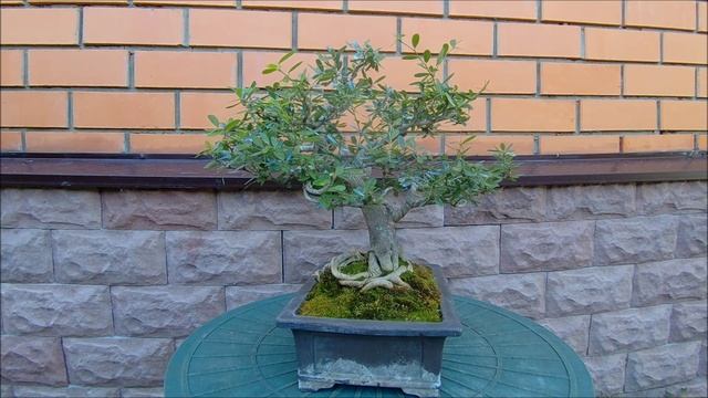 Бон Zай тропики Вьетнам Десмодиум лето 2025 год