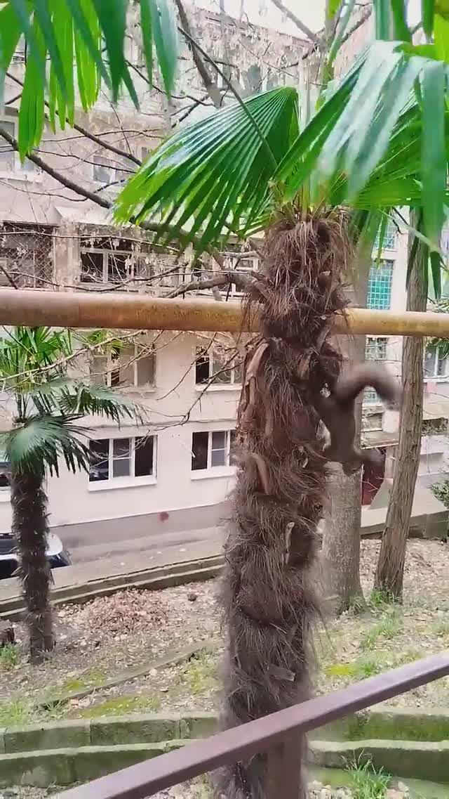 БЕЛЬЧОНОК НА ПАЛЬМЕ (Сочи, 2025)