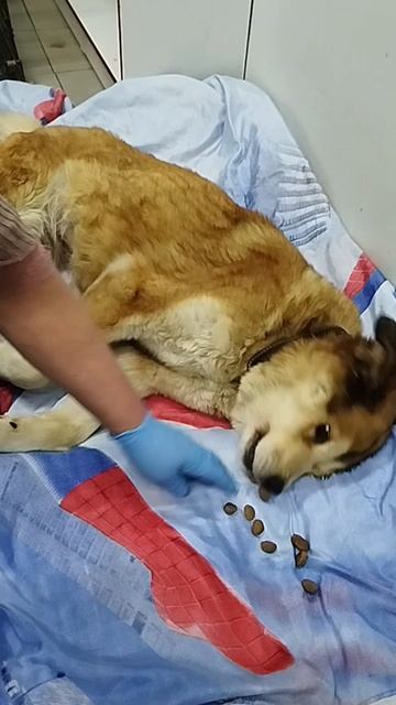 МЕДВЕЖЕНОК ВЕНАРА ГОТОВИТСЯ К ОПЕРАЦИИ