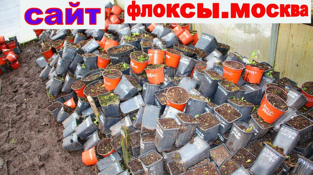 ФЛОКСЫ В ГОРШКАХ укрытие саженцев на зиму