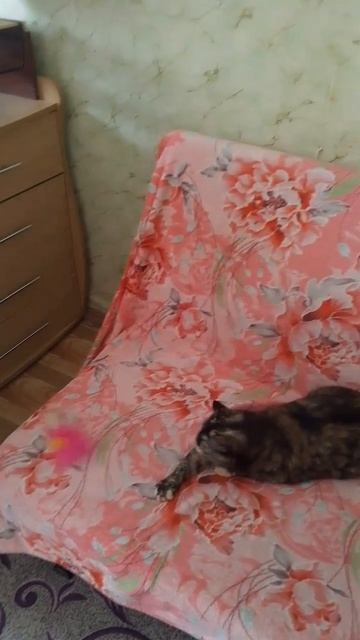 Игра с кошкой