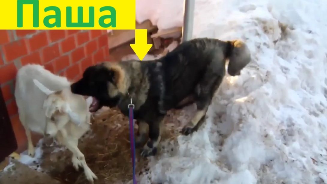 Кавказская овчарка с подругой