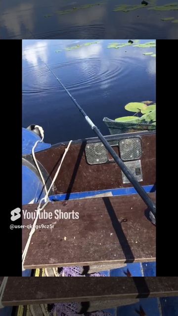 Ленобласть. Река Вуокса. 09.08.2014. Рыбалка на поплавочную удочку и спиннинг