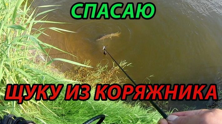 Ловля ЩУКИ на живца с берега. Спасаю щуку из коряжника.