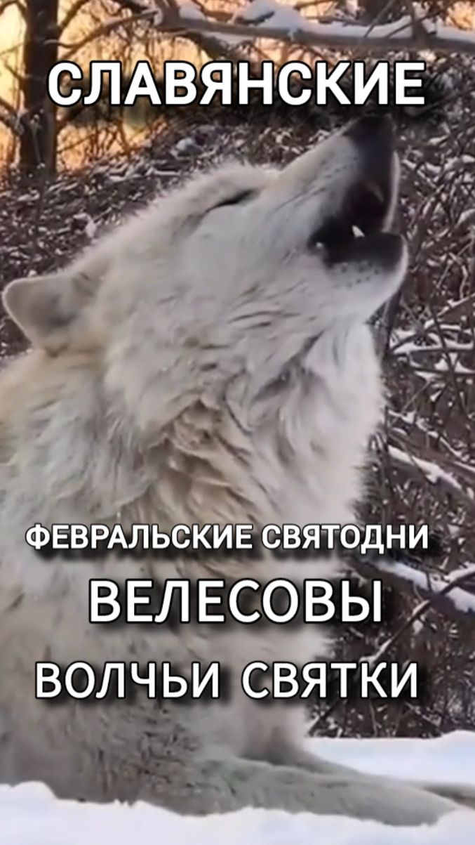 4 февраля начинаются Велесовы (Волчьи) Святки. Праздники древних #славян. Авторский проект
