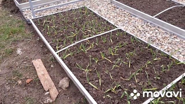 12.02.24. Опрыскиваем сад. Чижик. Рыхлим, пилим, режим.