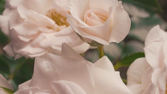 Бедная роза — сделано в Clipchamp