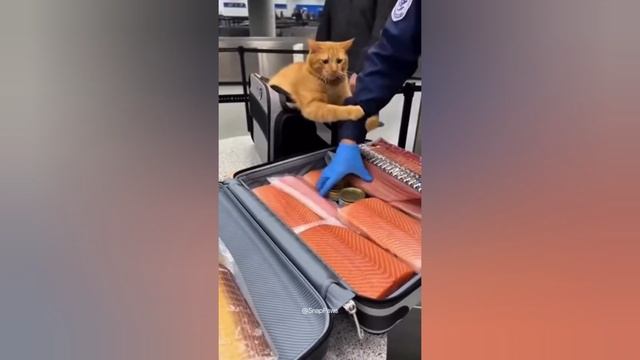 Сборник видео про котиков из нейросети