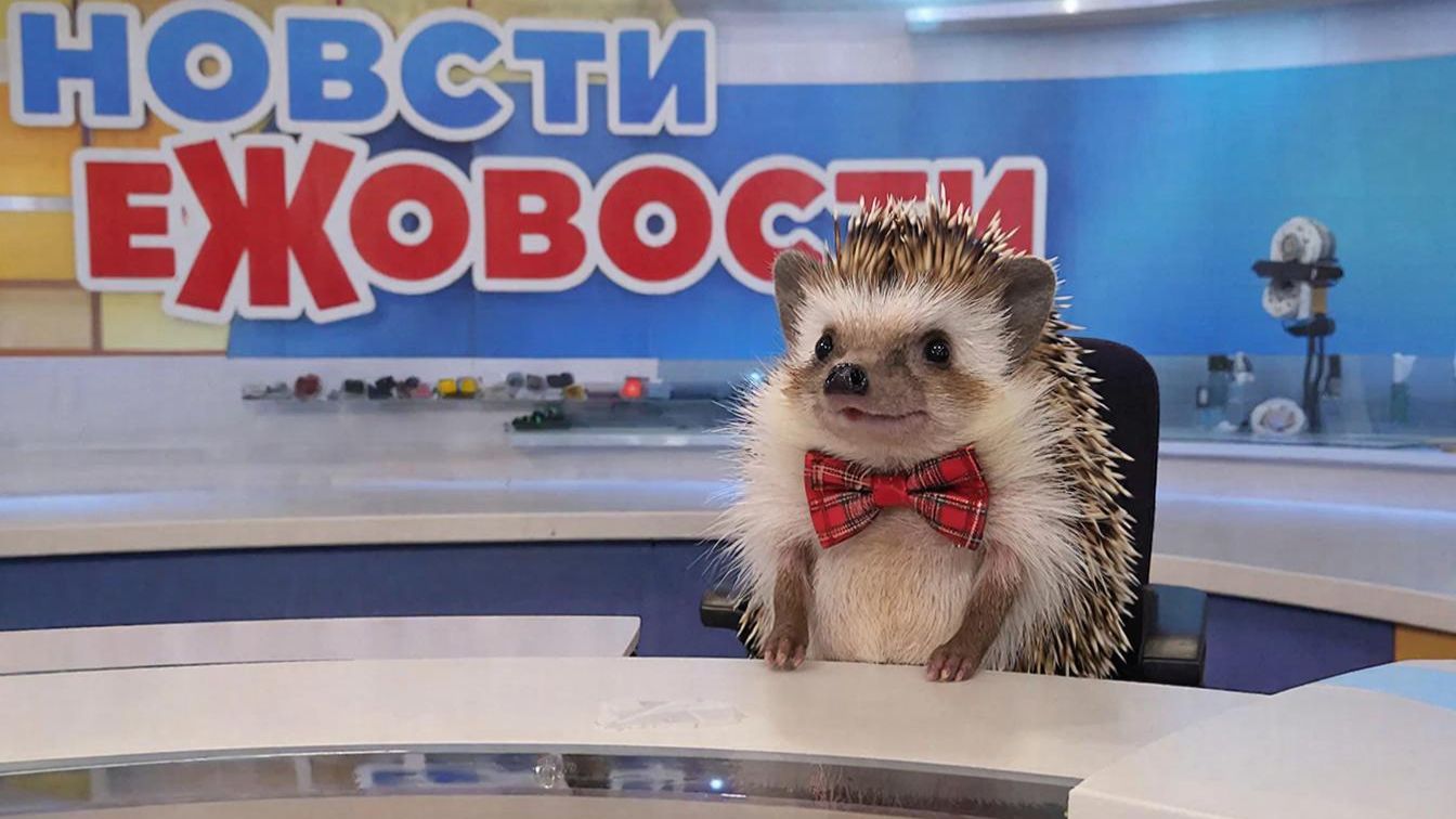 Новости Ежовости №9 Сезон 3
