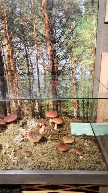 Хакасский национальный краеведческий музей_часть 2023-12-26