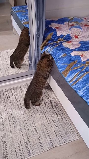 Попробуй поймать!