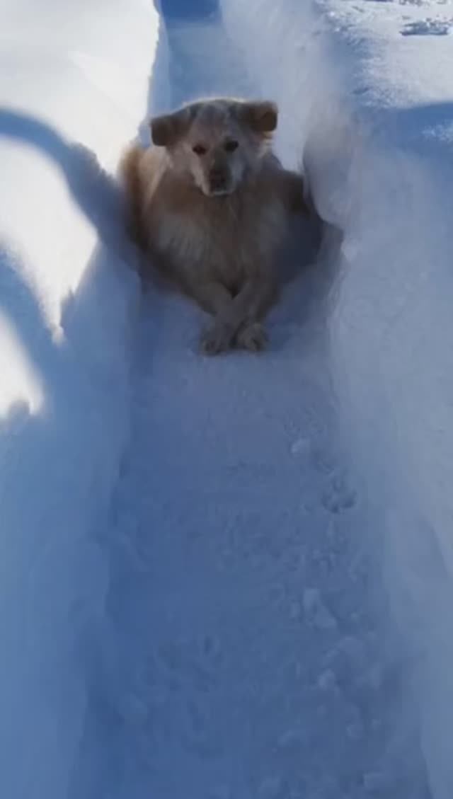 Ричик  ❤️ ждет