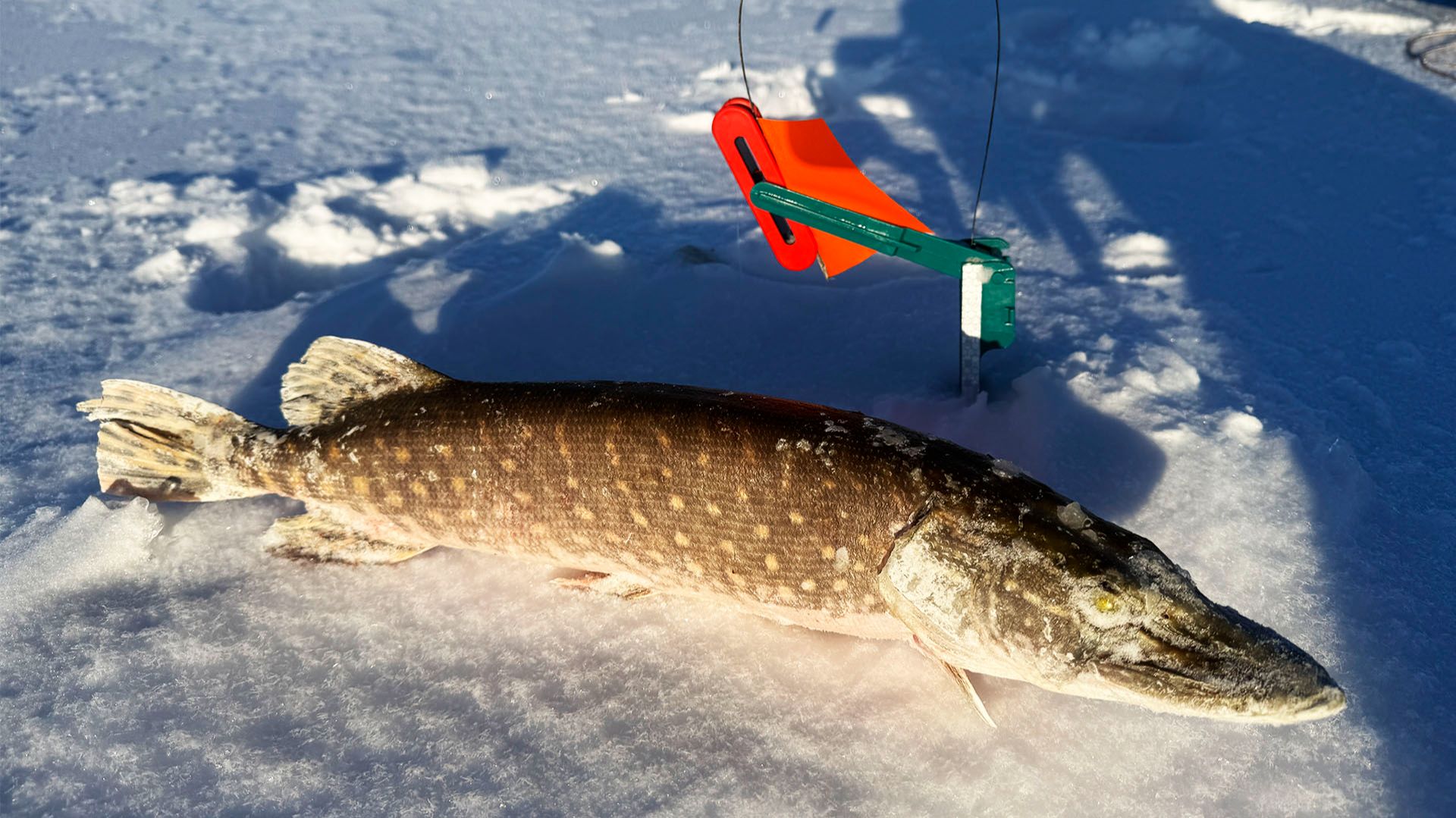 Подводный съемки клёва окуня! Щука в метель и трескучий мороз!