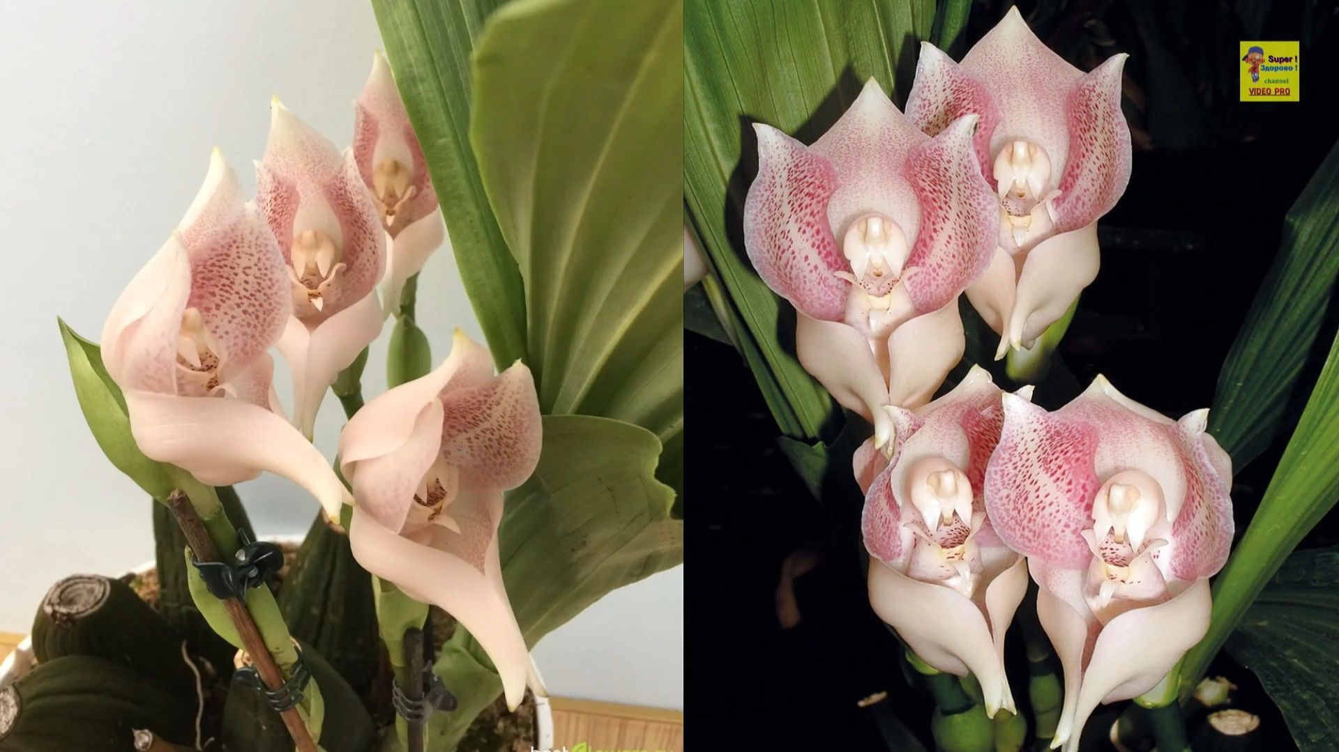 Ангулоя - спящий младенец