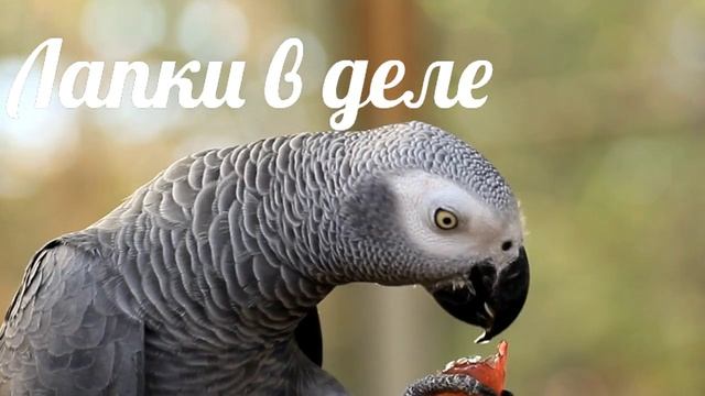 Говорящие гении пернатого мира: всё о попугаях жако