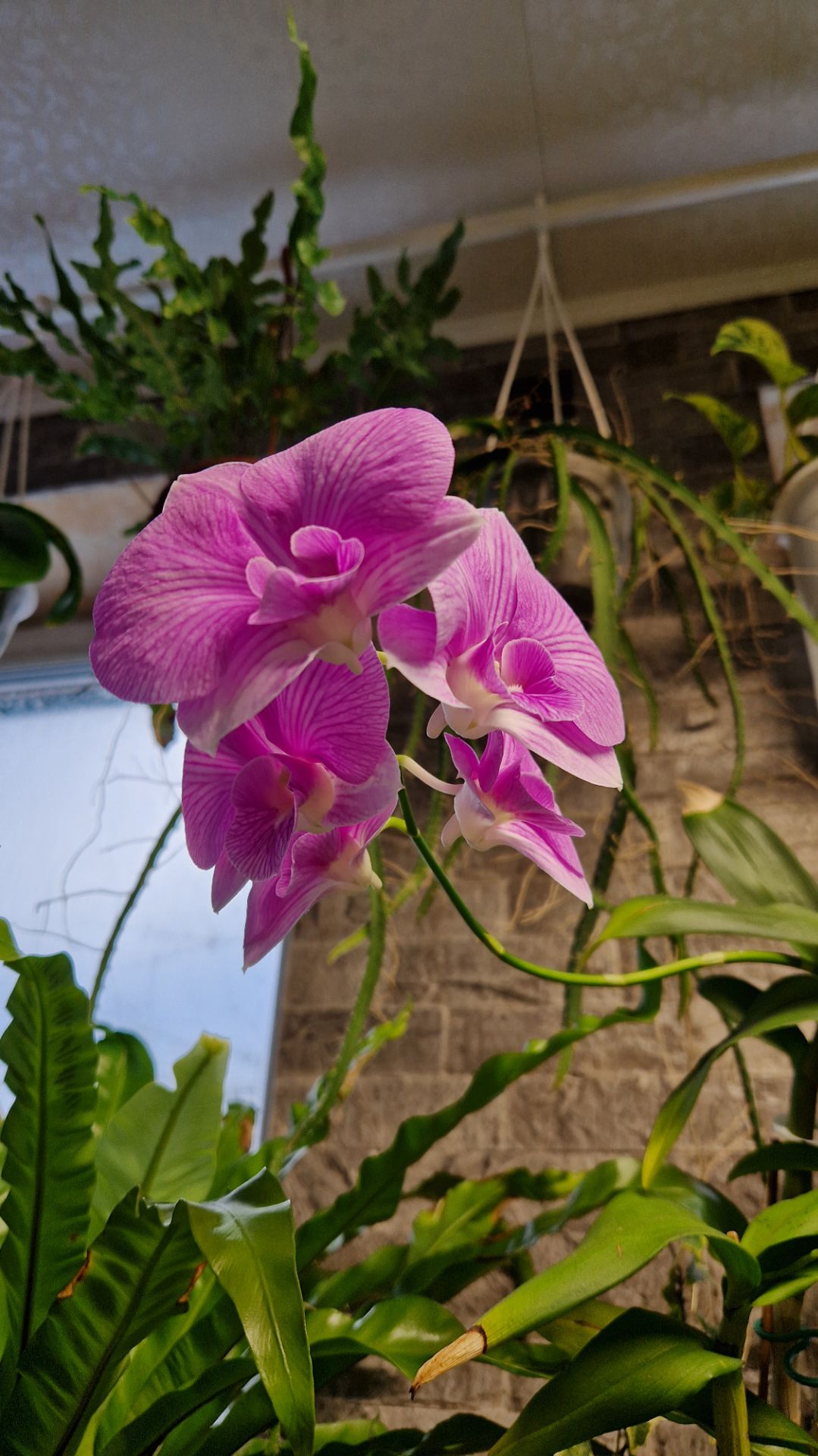 D.Pink Bonjour Дендробиум Пинк Бонжур