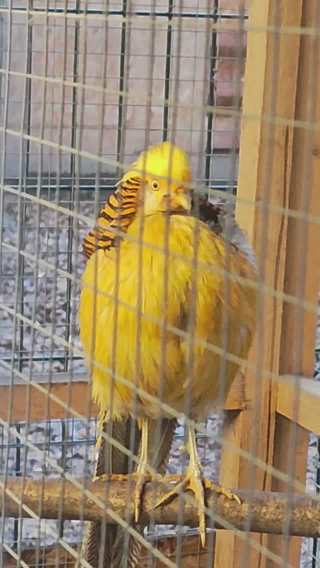 Фазан Живой зоопарк Vnukovo Premium Outlet #внуково