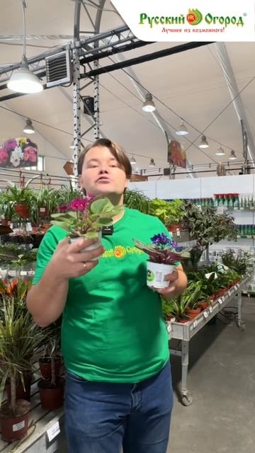 Не цветут фиалки - что делать?