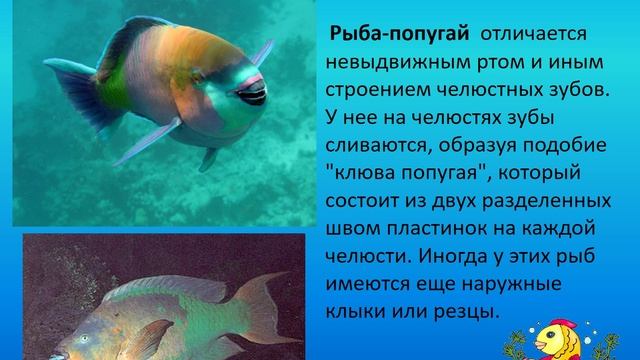 Обитатели морских глубин Авт. Пенькова Е.Н.