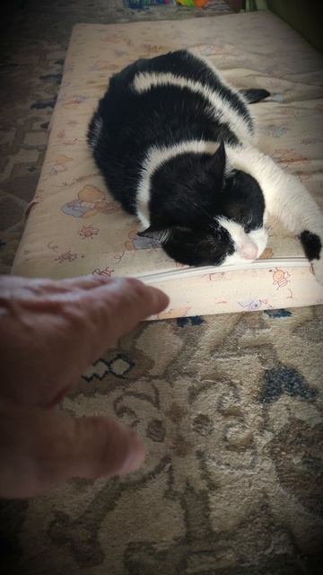 Нападение спящего кота !