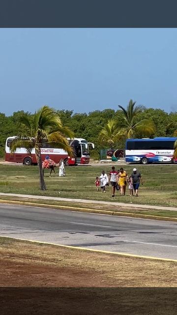 Верблюд среди автобусов