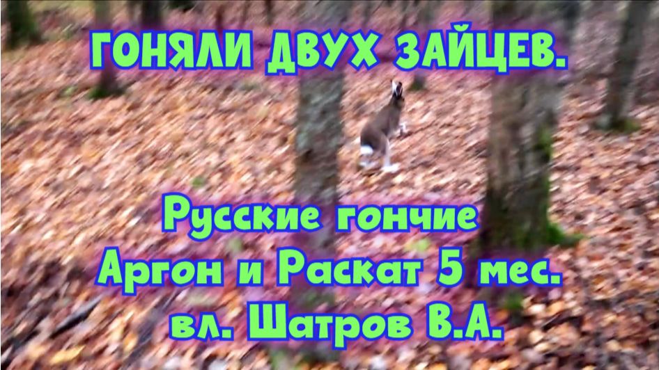 ГОНЯЛИ ДВУХ ЗАЙЦЕВ.Русские гончие Аргон и Раскат 5 мес. вл. Шатров В.А.#охотасгончей #топ #hunting