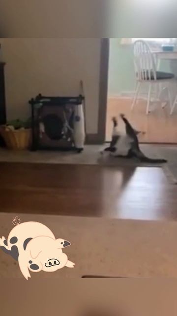 А мы к вам с котиками! И не только. Желаем всем хорошего настроения!