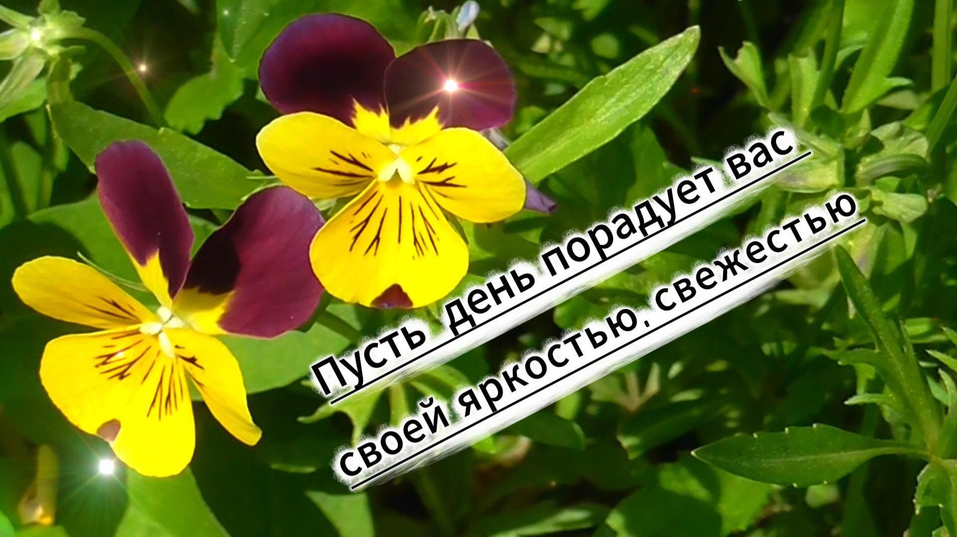 Пусть день порадует вас своей яркостью,свежестью фиалок...