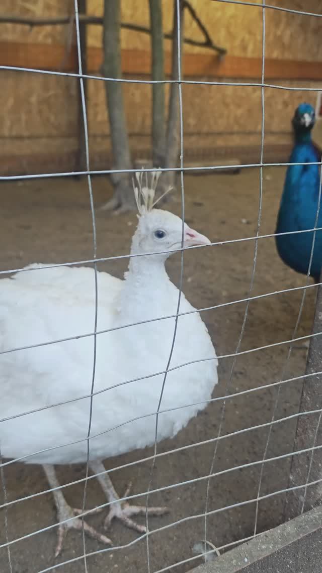 Павлин Живой зоопарк Vnukovo Premium Outlet #внуково