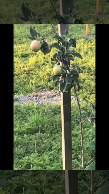 Ленинградская область. Хвойное. 10.08.2024. Дача. Урожай яблок на деревцах первого года посадки