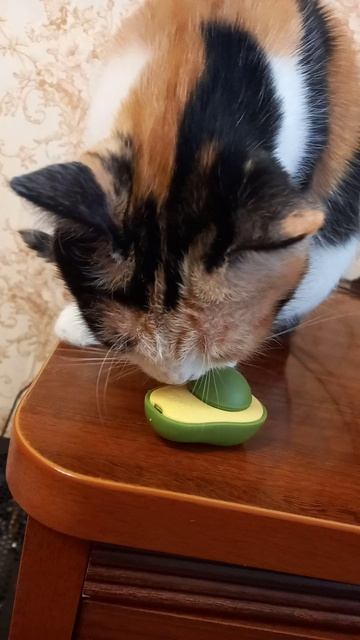 Кошачья мята сброс.Кошки