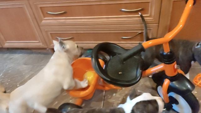 Наши малыши в неполные 8 недель осваивают вождение  транспорта))