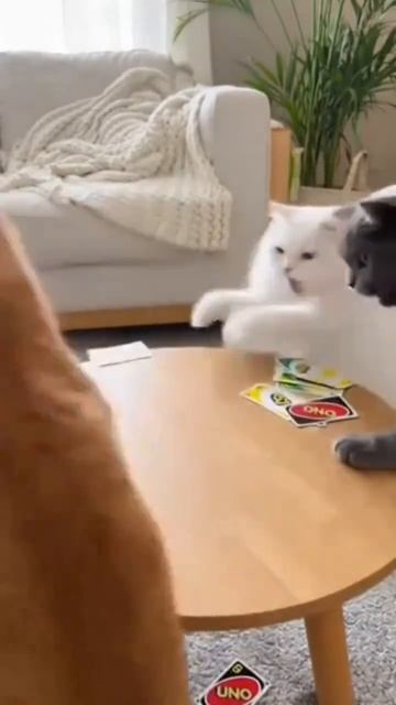 Разборки котиков