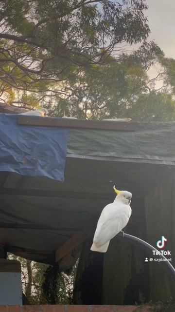 Какадушки хулиганят #какаду #попугаи #австралия🇦🇺 #cockatoos #parrots