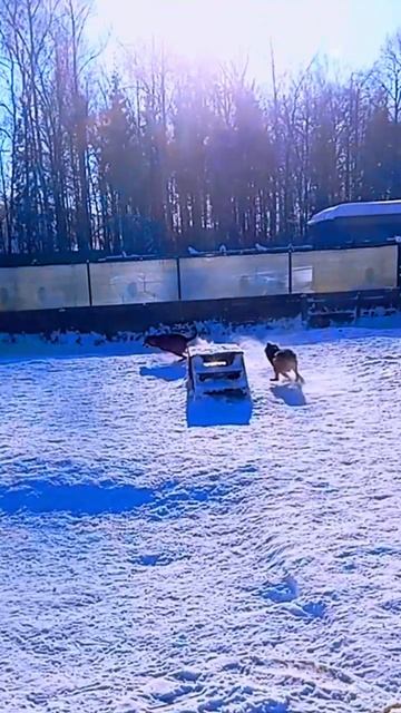 "Иду на обгон!" ❥ Приют в Малинках #приютдляживотных