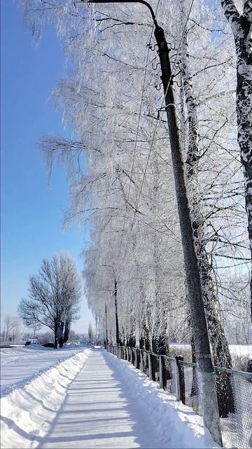 05.02.2026. Мороз -27, высокая влажность, иний на деревьях.