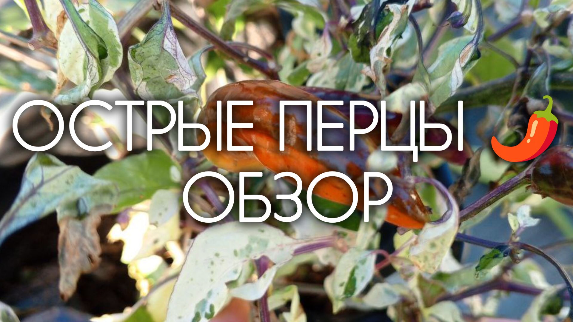 ОСТРЫЕ ПЕРЦЫ 🌶 обзор сортов