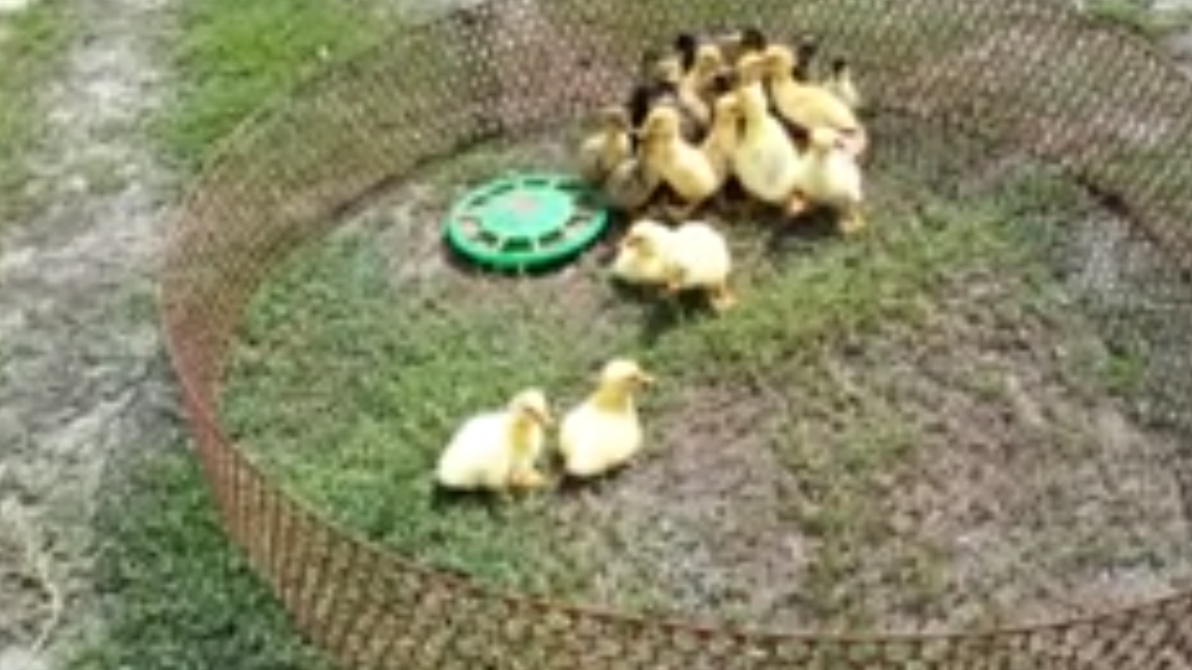 Примитивная загородка для утят и гусят.