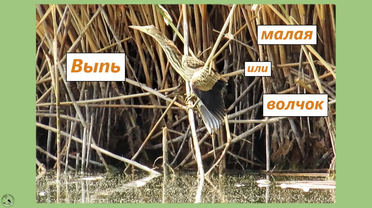 Этот маленький волчок не укусит за бочок. Выпь малая. Их тут две :-)