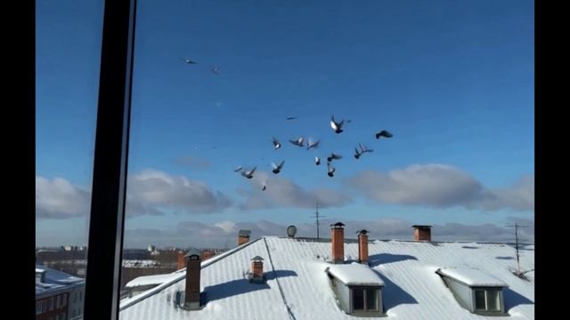 Взгляд кошки на мирное небо