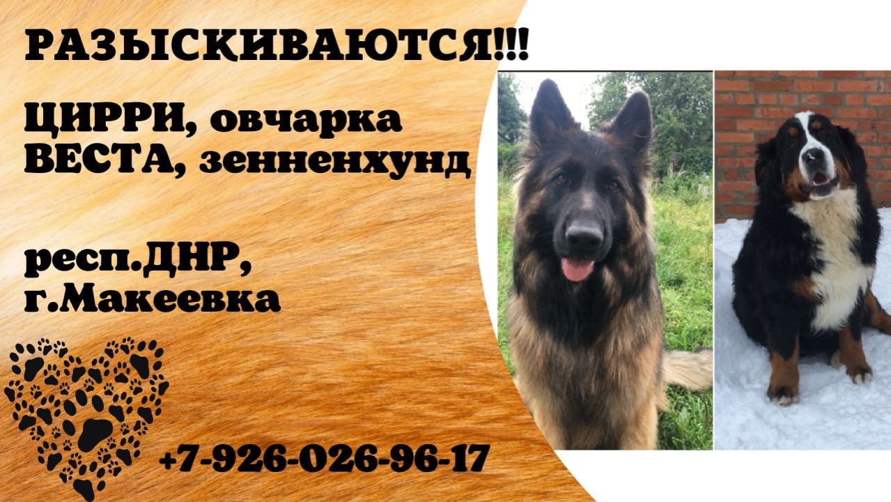 Пропали собаки! ЦИРРИ- овчарка, ВЕСТА-зенненхунд. респ.ДНР, г.Макеевка.
