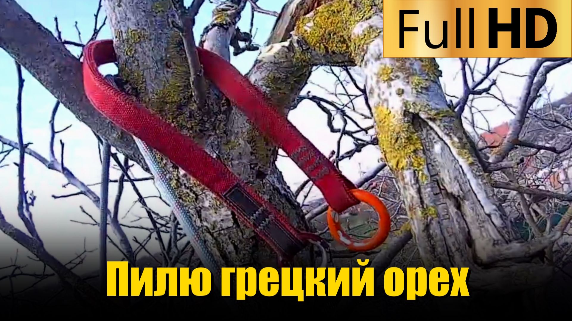 Пилим грецкий орех в ветреную погоду