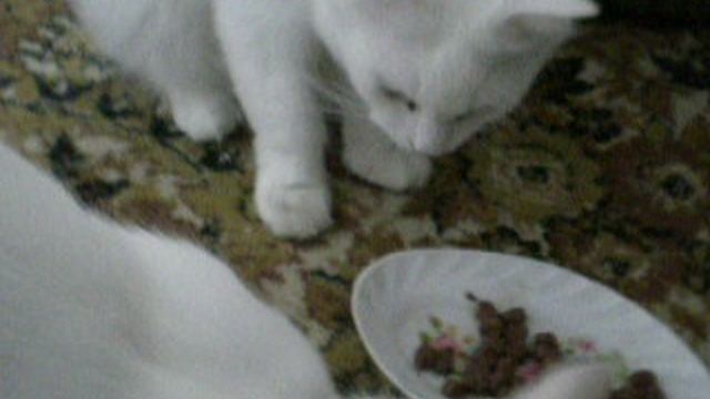 14.07.17 Голубке есть не дает.